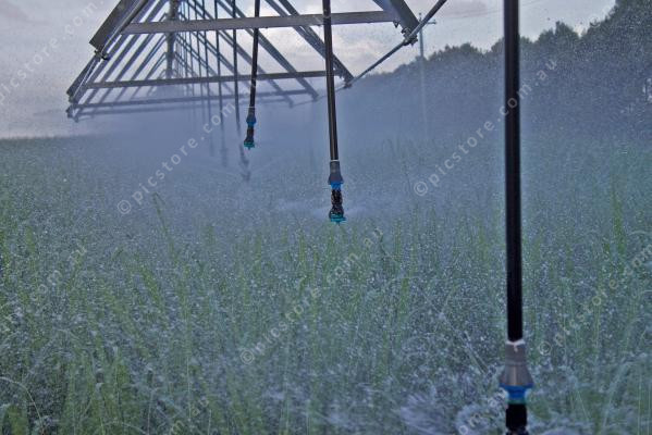 canefarms - PIC STORE